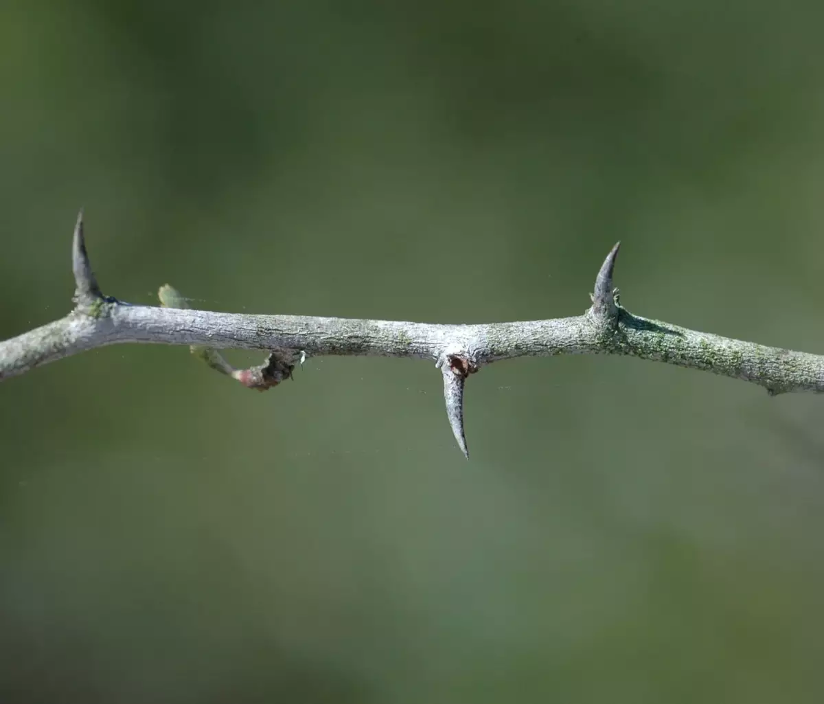 Crataegus brachyacantha - Common Bonsai,Medicinal Herbs,Ornamental ...