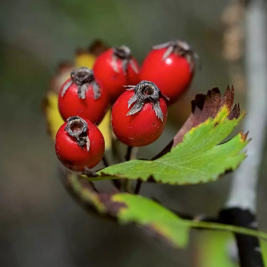 Crataegus marshallii - Common Bonsai,Medicinal Herbs,Ornamental Fruit ...