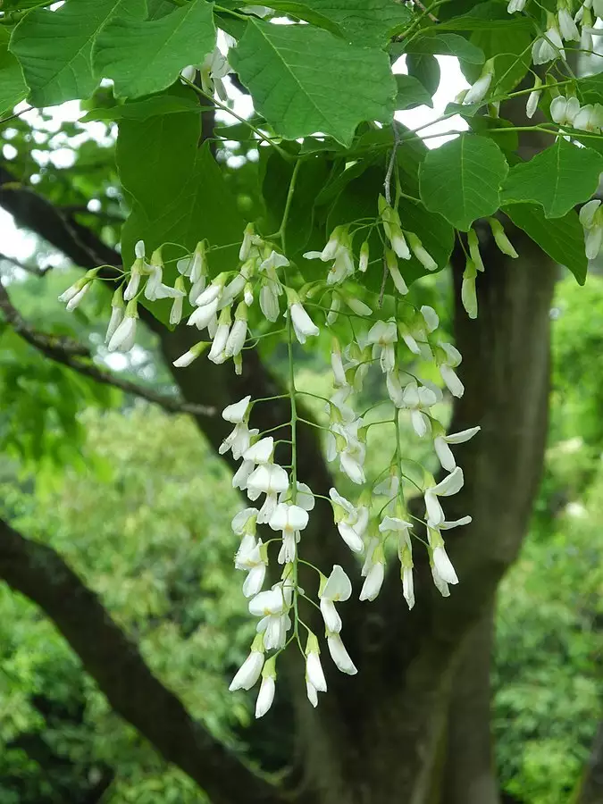 Cladrastis kentukea - Flowering Tree - American Yellowwood, Kentucky ...