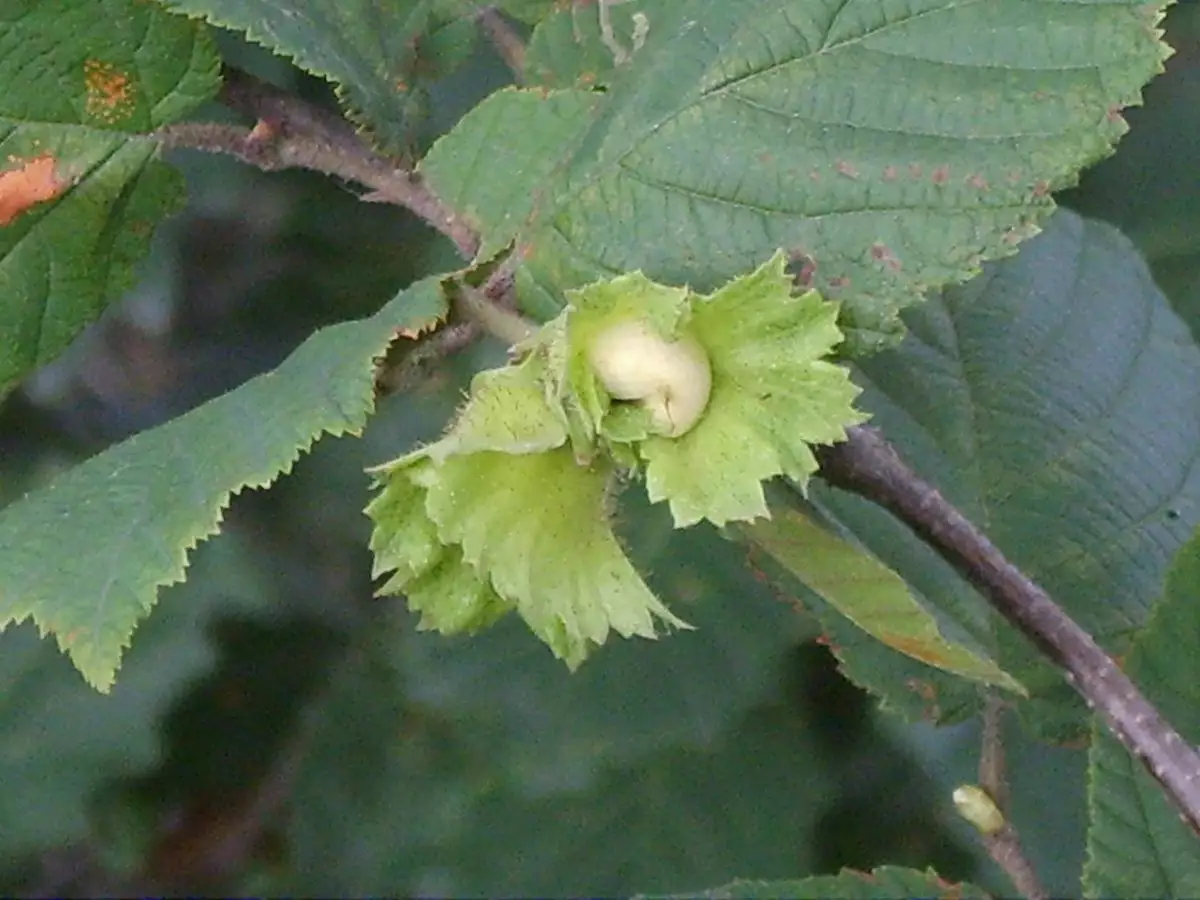 Corylus heterophylla - Shrub,Web page Navigation - Asian Hazel ...