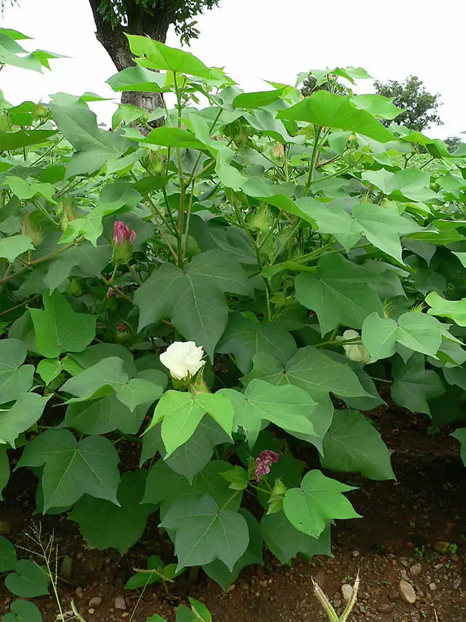 Gossypium hirsutum - Shrub - American Upland Cotton, Mexican Cotton ...
