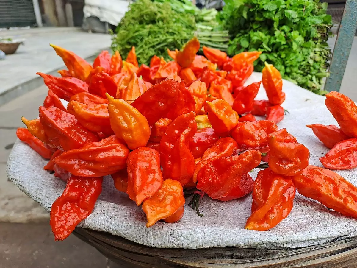 Capsicum chinense 'Bhut jolokia' - Vegetable Seeds,Web page Navigation ...