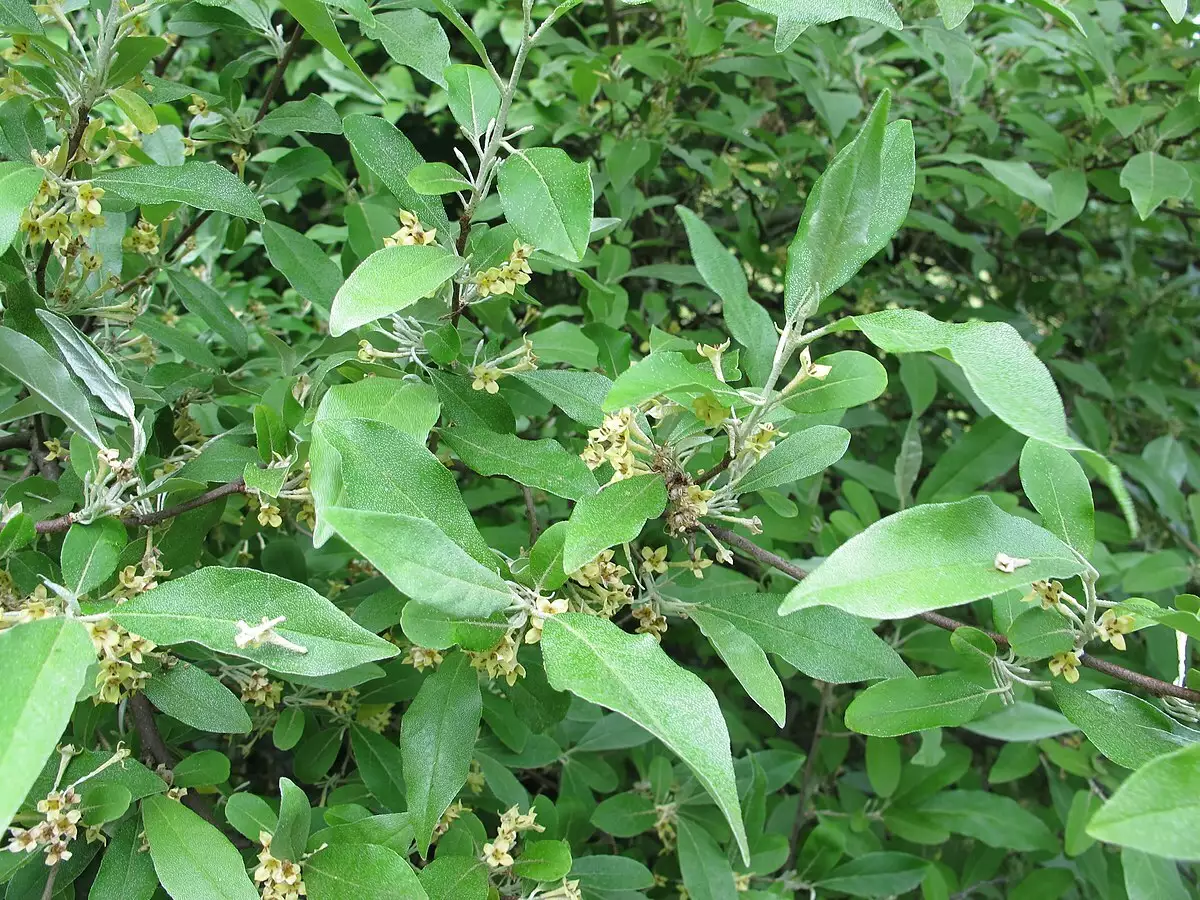 Elaeagnus commutata - Shrub - American Silverberry, Silverberry, Wolf ...