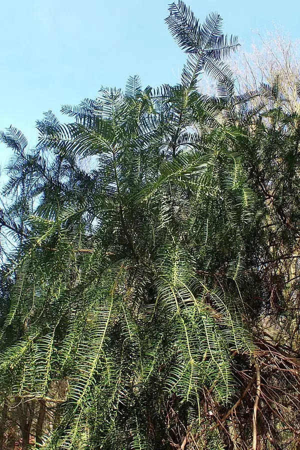 Cephalotaxus fortunei - Medicinal Herbs,Shrub - Chinese Cowtail Pine ...