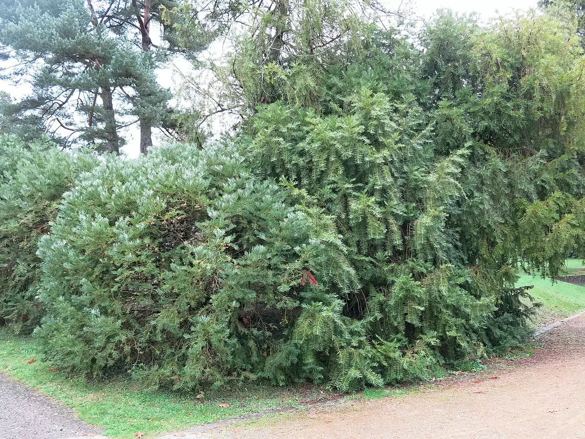Cephalotaxus fortunei - Medicinal Herbs,Shrub - Chinese Cowtail Pine ...