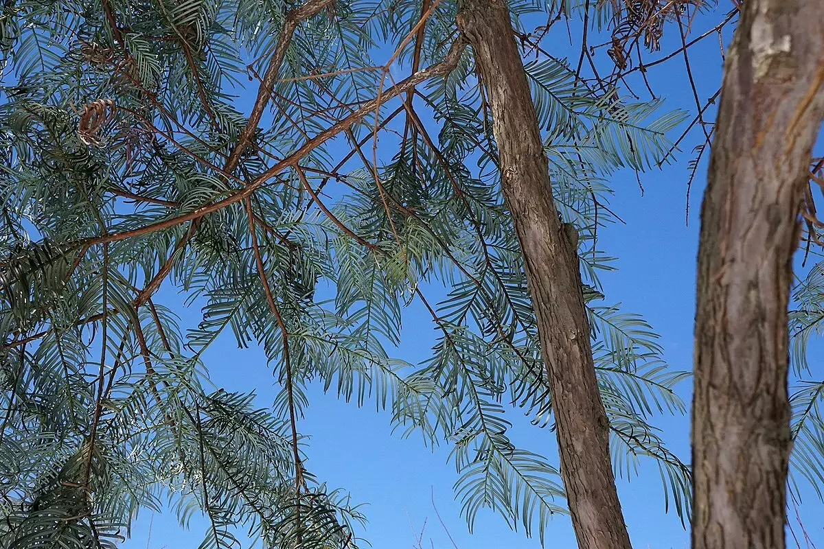 Cephalotaxus fortunei - Medicinal Herbs,Shrub - Chinese Cowtail Pine ...