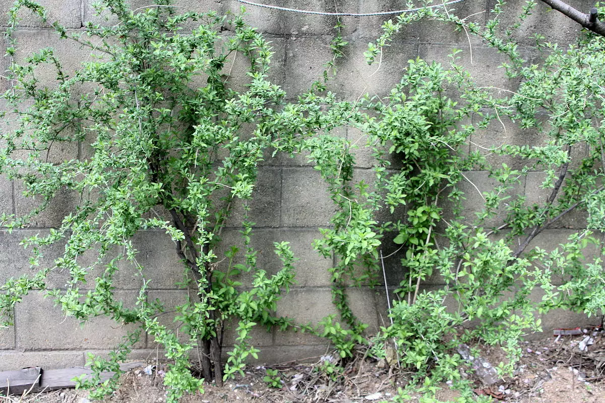 Lycium chinense - Medicinal Herbs,Shrub - Barbary Matrimony Vine ...