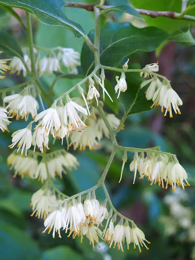 Pterostyrax corymbosus - Deciduous - Little Epaulette Tree