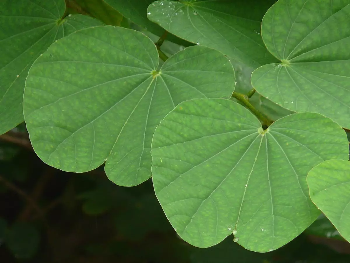 Bauhinia purpurea var. Alba - Flowering Tree - White Butterfly Tree ...