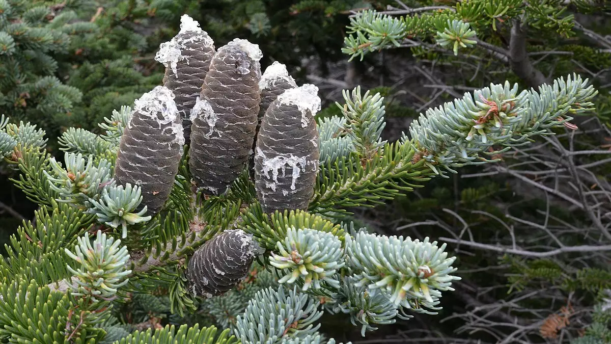 Abies balsamea 'Cook's Blue' New Hampshire - Conifer - Balsam Fir, Cook ...