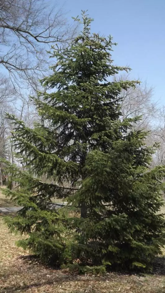 Abies bornmuelleriana - Conifer,Tree,Web page Navigation - Bornmuller's ...