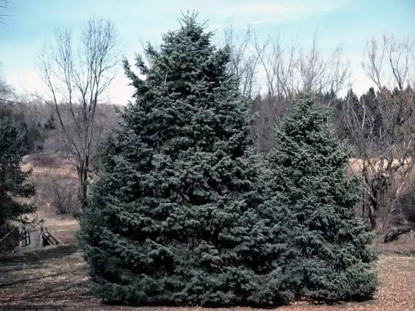 Abies concolor ssp. concolor AZ, Kaibab - Conifer - Concolor Fir, White Fir