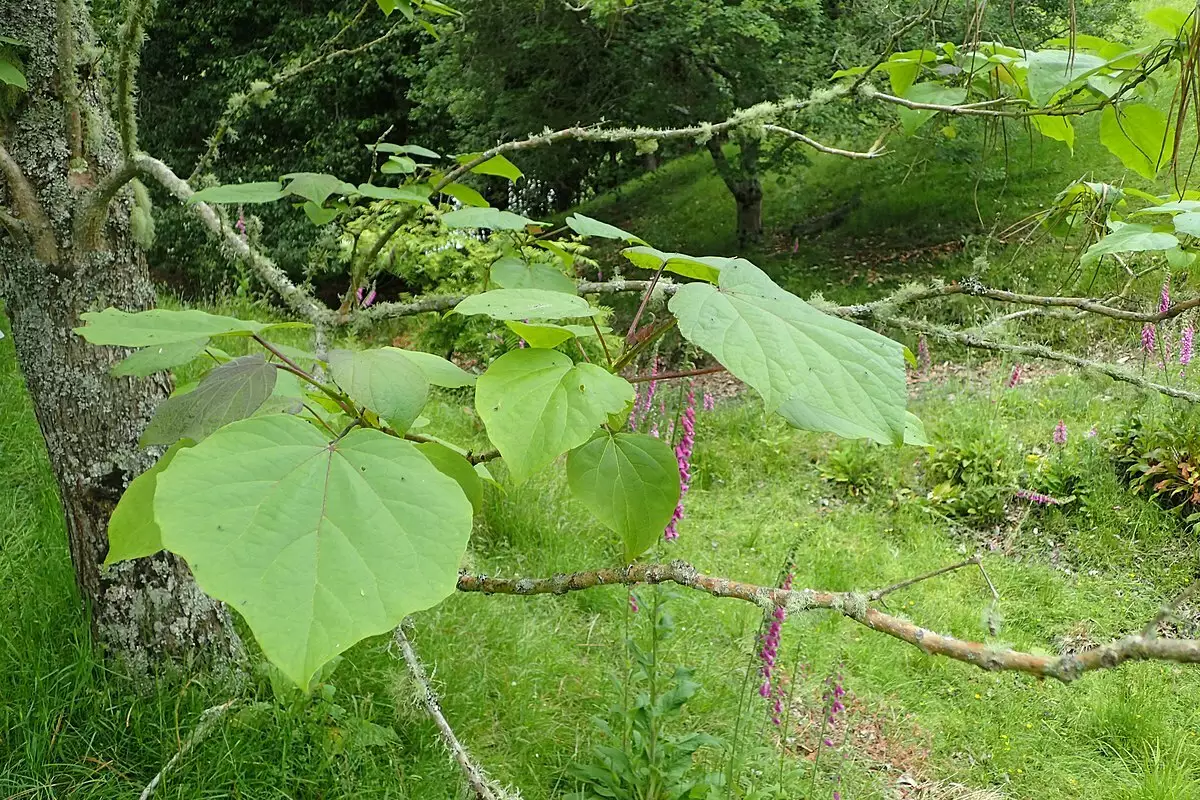 Catalpa ovata - Flowering Tree,Medicinal Herbs - Chinese Catalpa ...