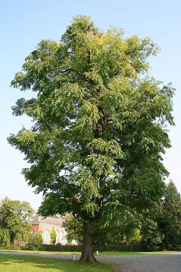 Gymnocladus dioicus - Deciduous,Hardwood,Shade Tree - Kentucky Coffee ...