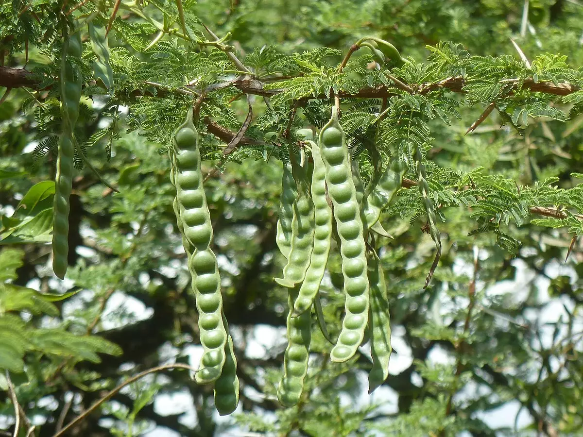 Kiker Tree