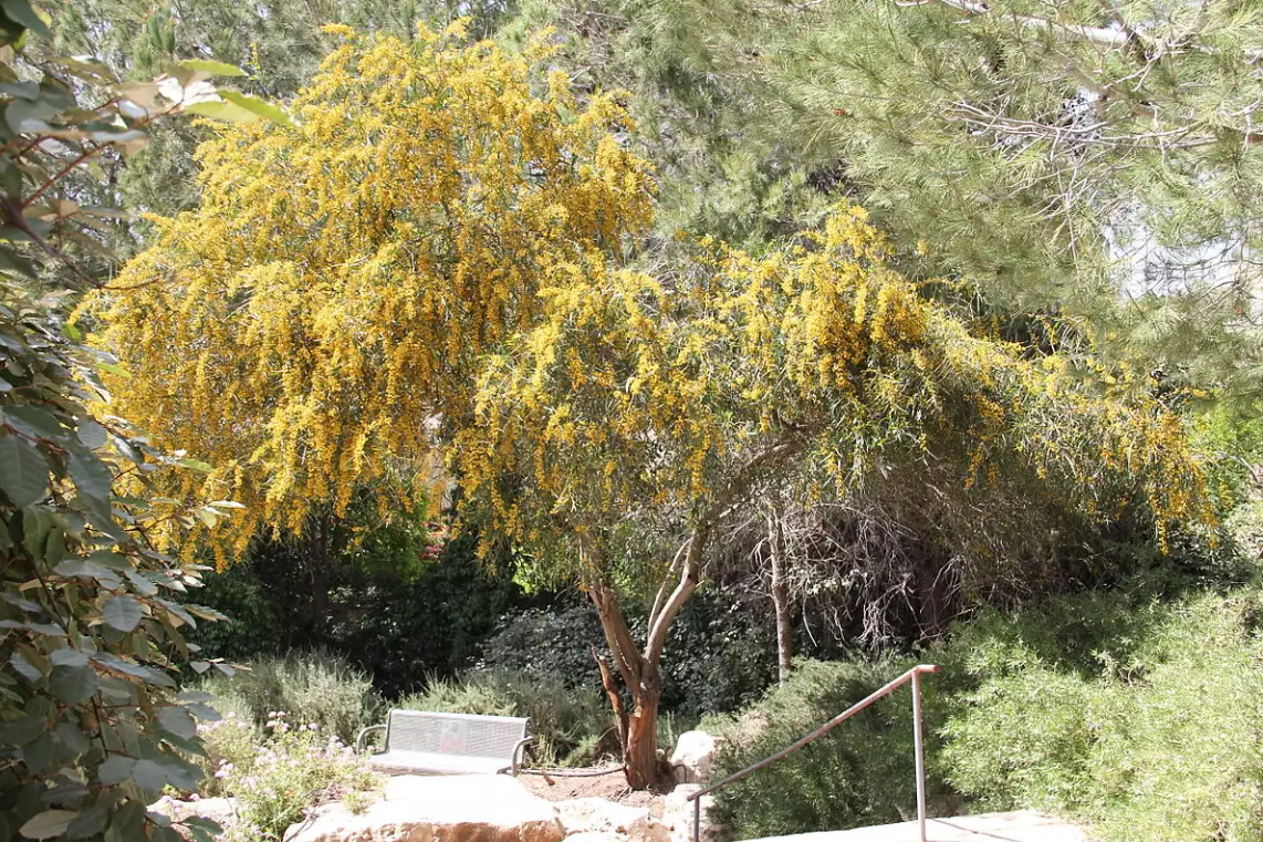 Acacia retinodes - Web page Navigation - Silver Wattle, Swamp Wattle ...