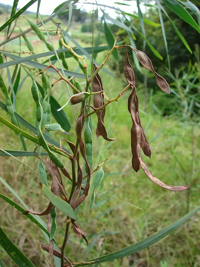Acacia retinodes - Web page Navigation - Silver Wattle, Swamp Wattle ...