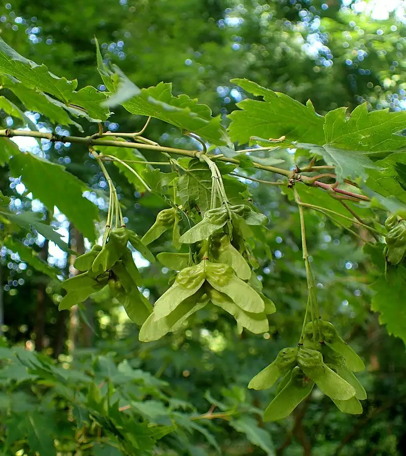 Acer barbinerve - Deciduous,Tree,Web page Navigation - Bearded Maple