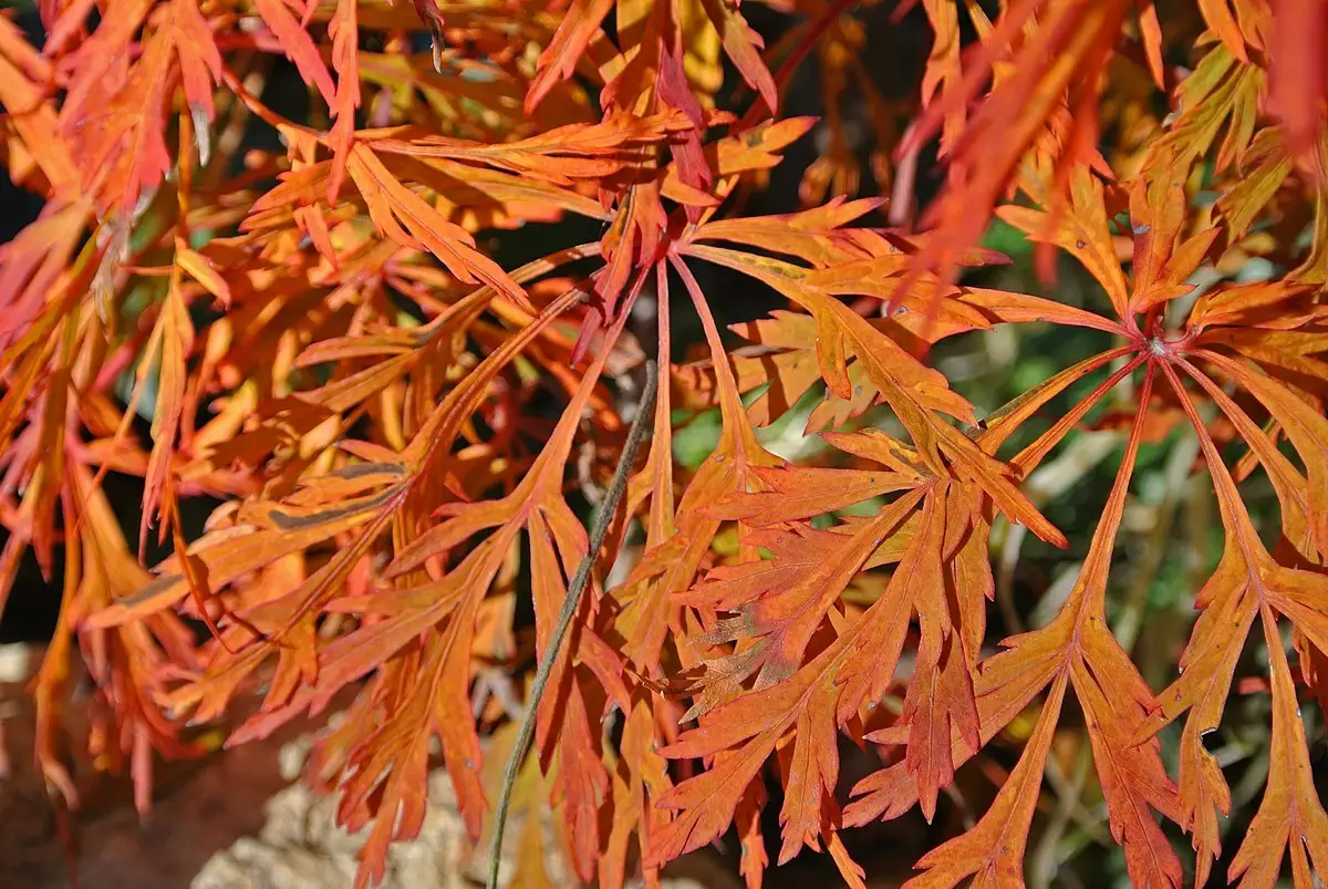 Acer japonicum 'Green Cascade' dry seed - Common Bonsai,Deciduous,Tree ...