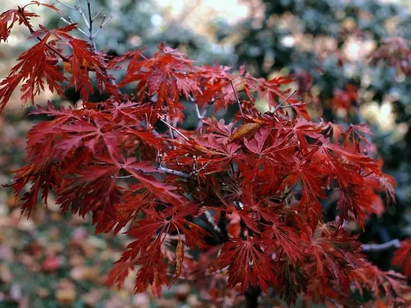 Acer japonicum 'Green Cascade' fresh/green seed - Bonsai,Bonsai Seeds ...