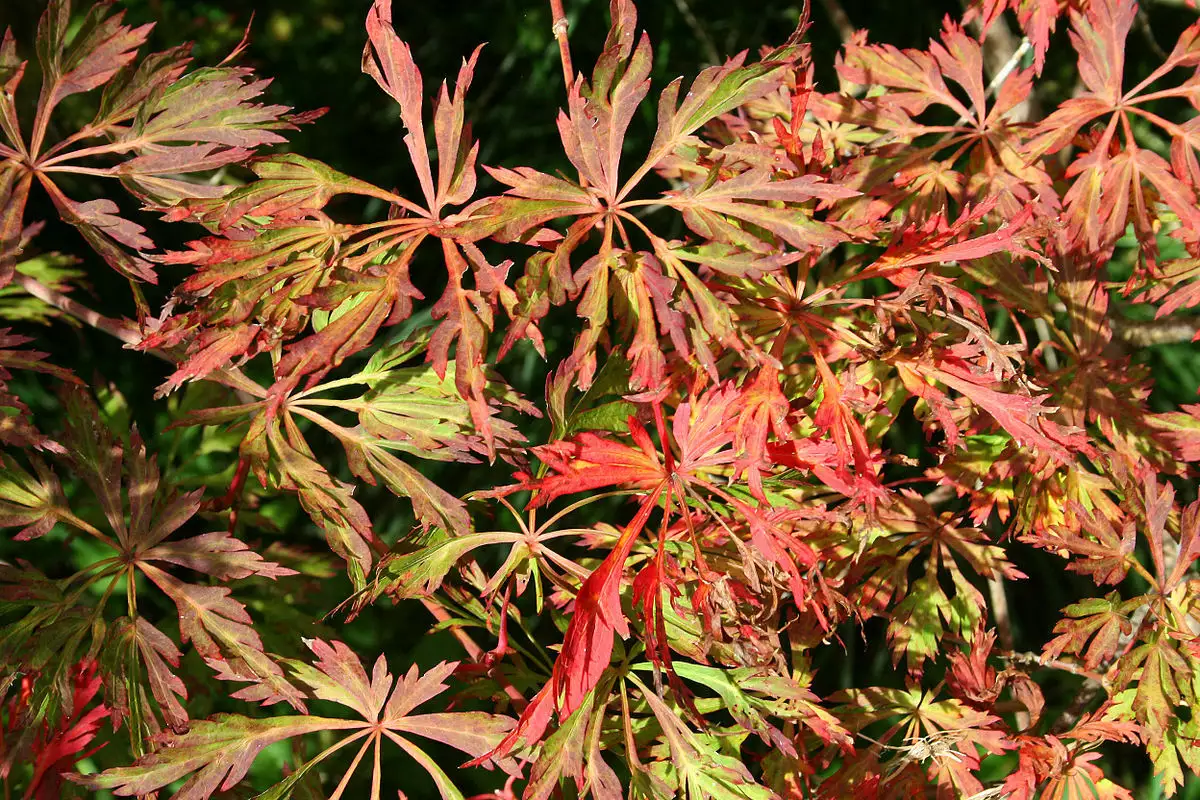 Acer japonicum 'Green Cascade' fresh/green seed - Bonsai,Bonsai Seeds ...