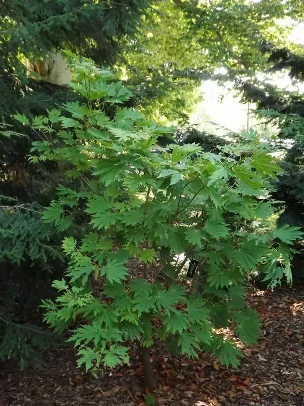 Acer japonicum 'Meigetsu' dry seed - Common Bonsai,Hardwood - Meigetsu ...