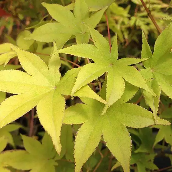 Acer palmatum ssp. amoenum 'Hogyoku' fresh/green seed - Common Bonsai ...