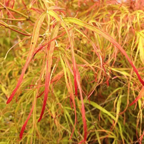 Acer palmatum ssp. amoenum 'Koto-no-ito' fresh/green seed - Common ...
