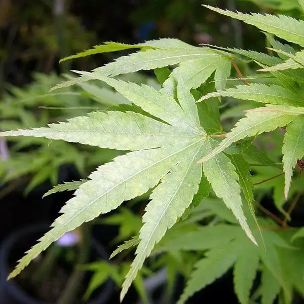 Acer palmatum 'Arakawa' dry seed - Common Bonsai,Deciduous,Tree,Web ...