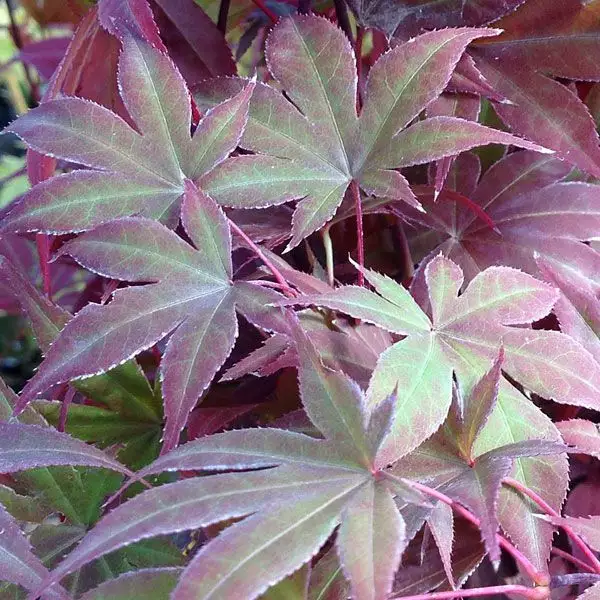 Acer palmatum ssp. matsumurae 'Bloodgood' dry seed - Common Bonsai ...