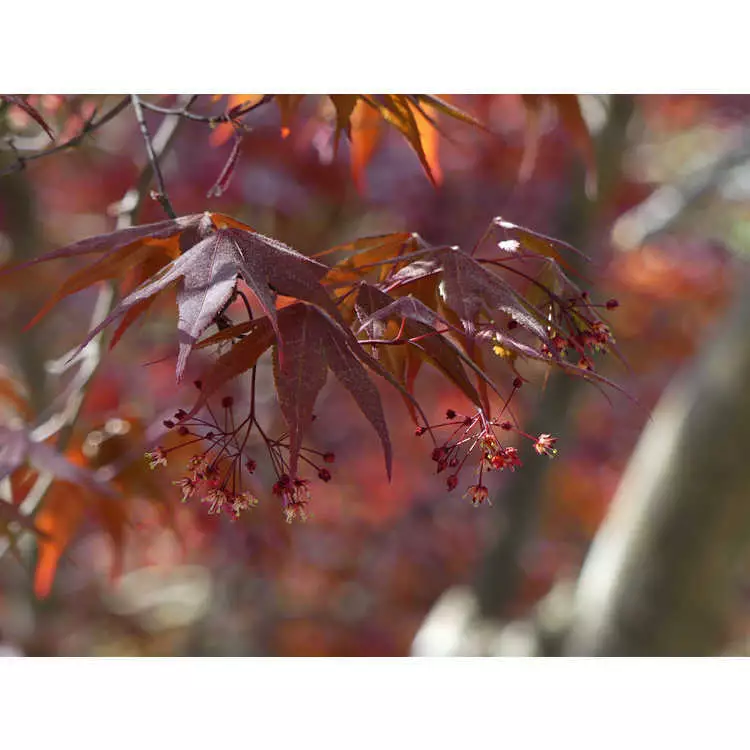 Acer palmatum ssp. matsumurae 'Bloodgood' fresh/green seed - Common ...