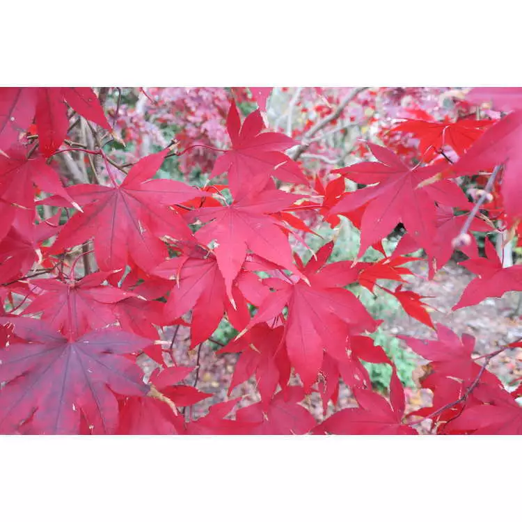 Acer palmatum ssp. matsumurae 'Bloodgood' dry seed - Common Bonsai ...