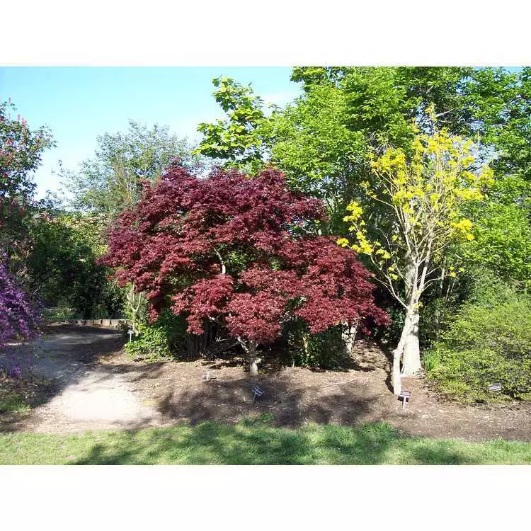 Acer palmatum ssp. matsumurae 'Bloodgood' dry seed - Common Bonsai ...
