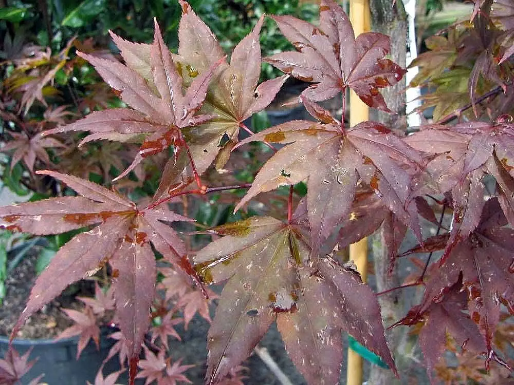 Acer palmatum ssp. matsumurae 'Emperor 1' fresh/green seed - Common ...