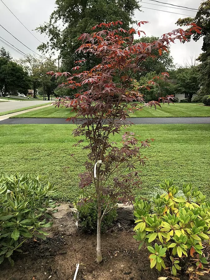 Acer palmatum ssp. matsumurae 'Emperor 1' fresh/green seed - Common ...