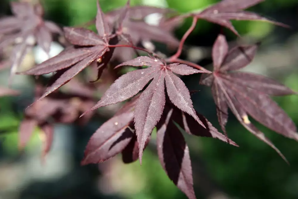 Acer palmatum ssp. matsumurae 'Emperor 1' fresh/green seed - Common ...