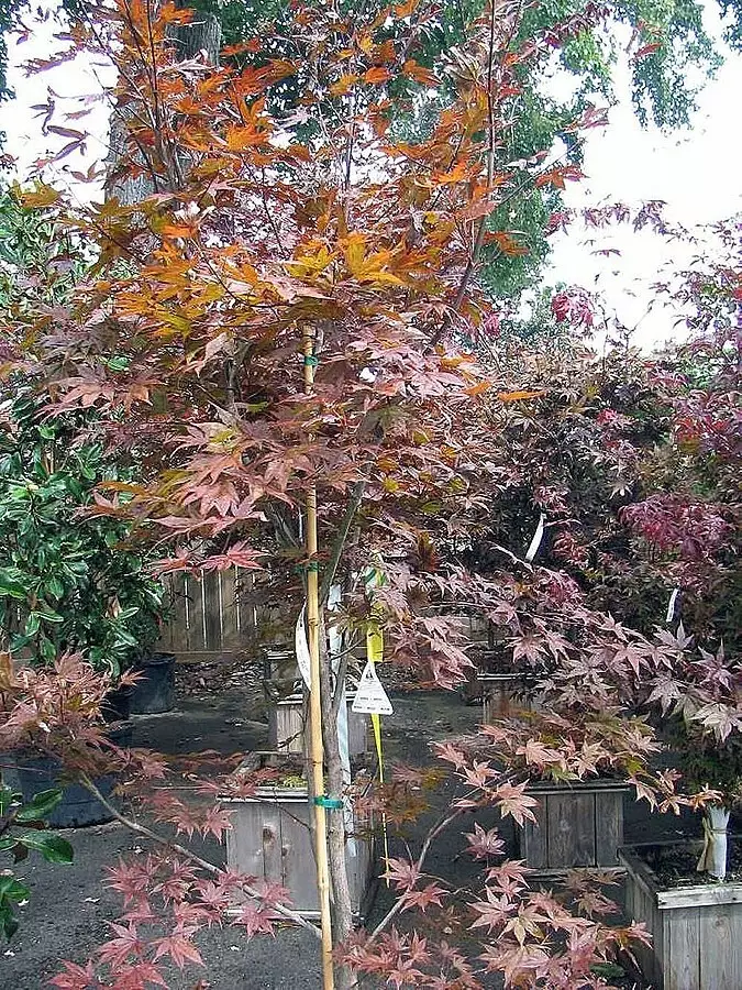 Acer palmatum ssp. matsumurae 'Emperor 1' fresh/green seed - Common ...