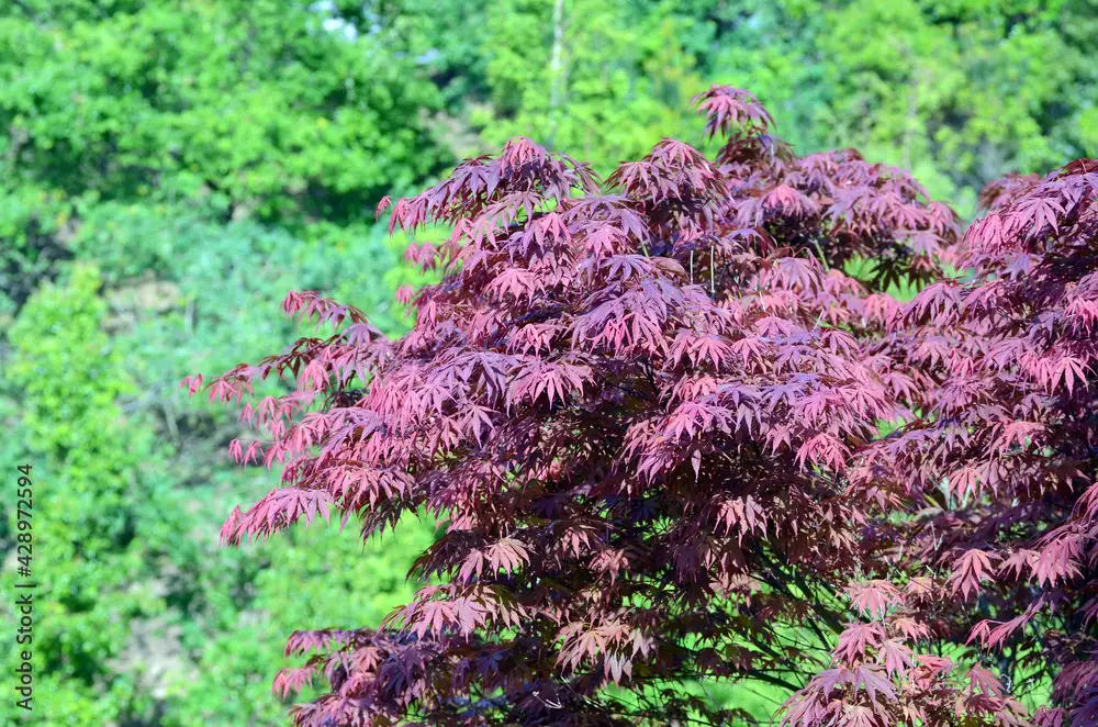 Acer palmatum ssp. matsumurae 'Inazuma' dry seed - Common Bonsai ...