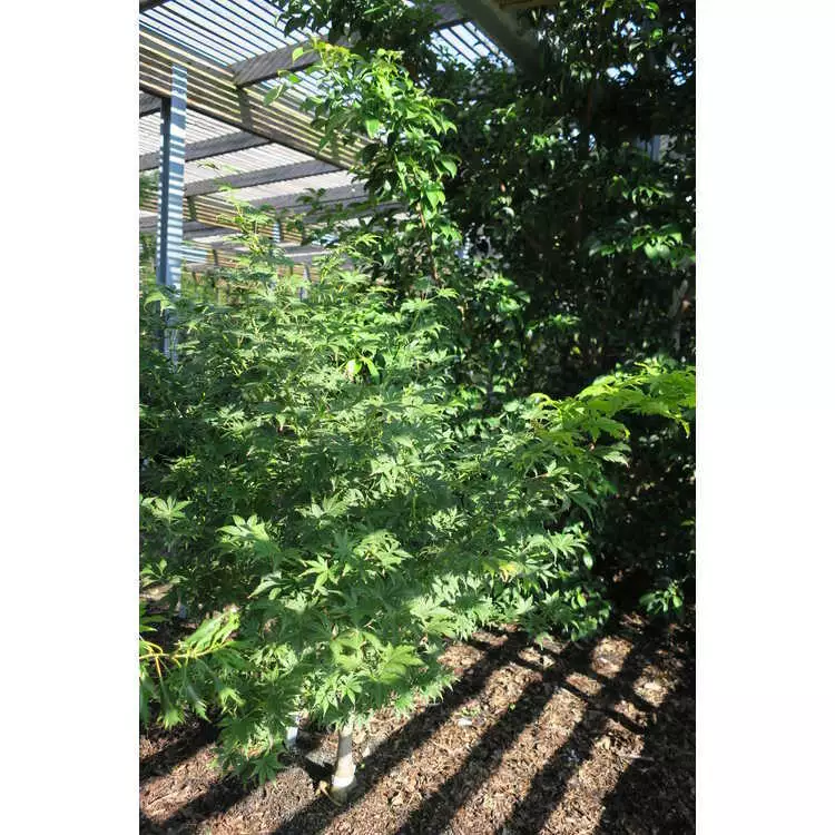 Acer palmatum ssp. matsumurae 'Ki hachijo' fresh/green seed - Common ...
