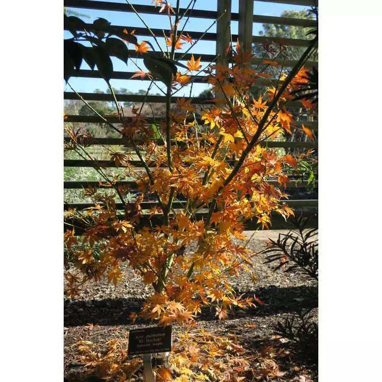 Acer palmatum ssp. matsumurae 'Ki hachijo' dry seed - Common Bonsai ...