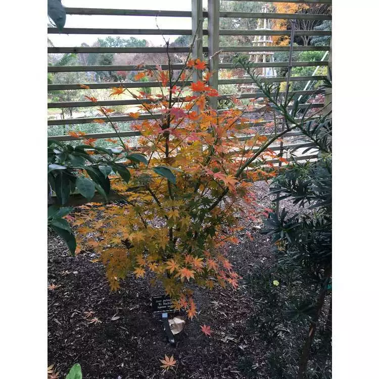 Acer palmatum ssp. matsumurae 'Ki hachijo' dry seed - Common Bonsai ...