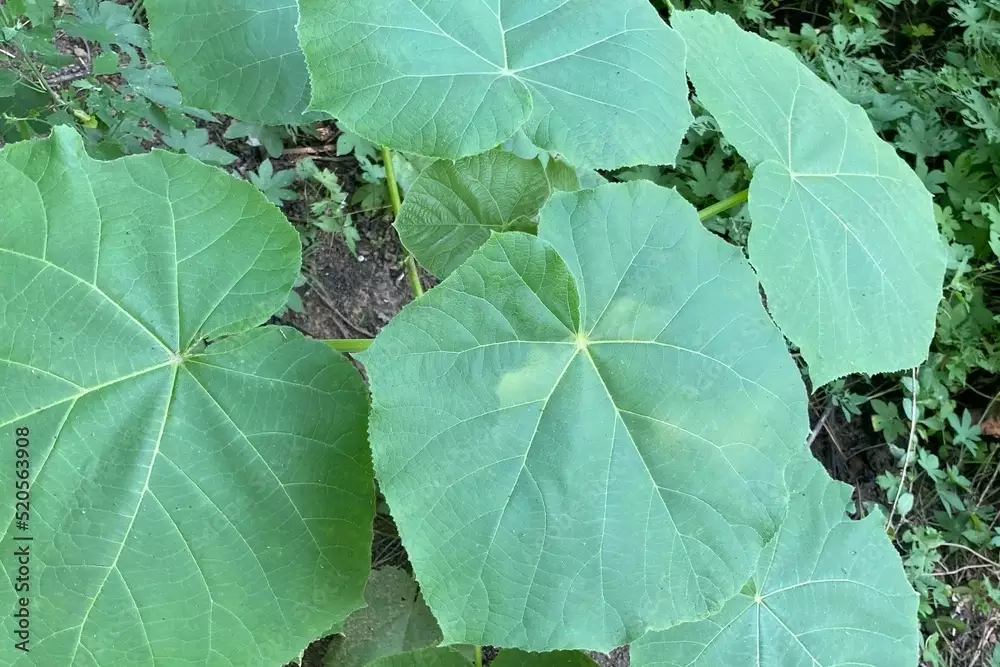 Paulownia fortunei - Hardwood - Dragon Tree, Fortunes Empress Tree ...