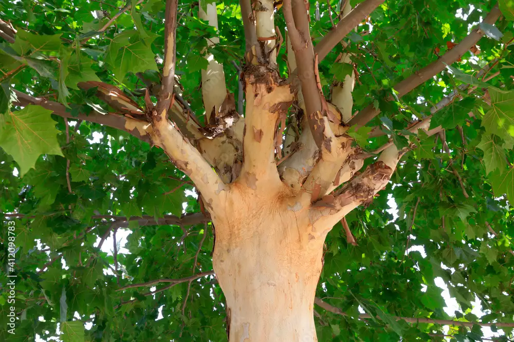 Paulownia fortunei - Hardwood - Dragon Tree, Fortunes Empress Tree ...
