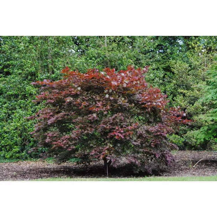 Acer palmatum ssp. matsumurae 'O kagami' fresh/green seed - Common ...