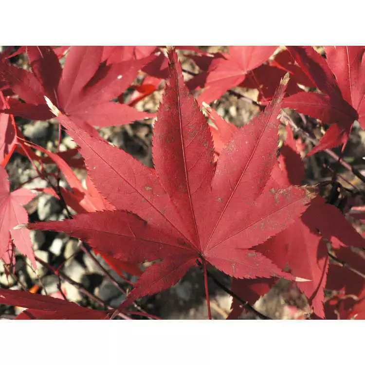 Acer palmatum ssp. matsumurae 'O kagami' fresh/green seed - Common ...