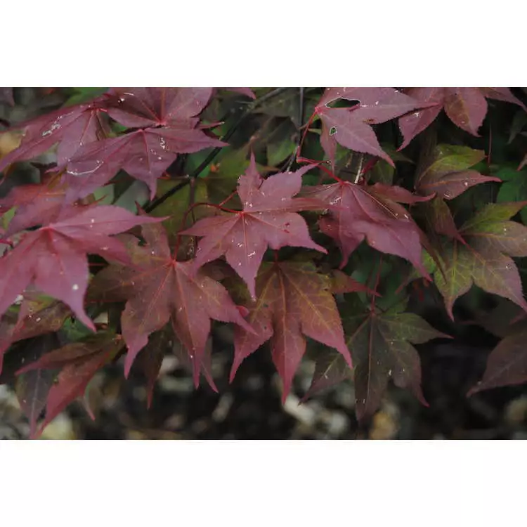 Acer palmatum ssp. matsumurae 'O kagami' dry seed - Common Bonsai ...