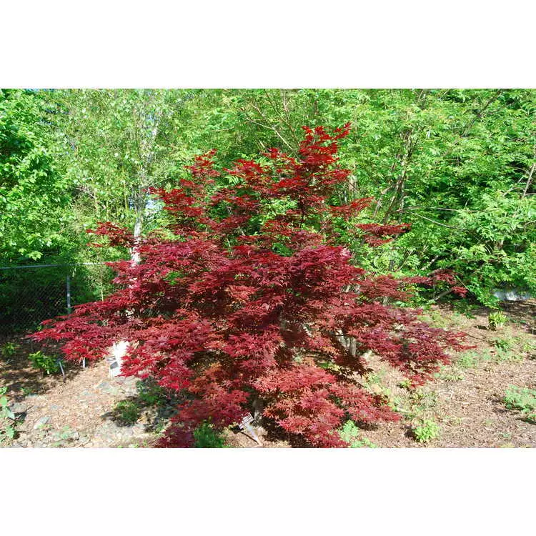Acer palmatum ssp. matsumurae 'O kagami' dry seed - Common Bonsai ...