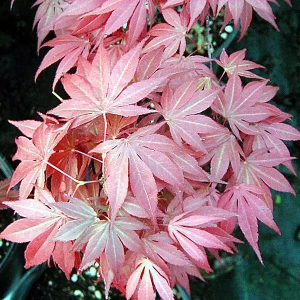 Acer palmatum ssp. matsumurae 'Oregon Sunset' dry seed - Common Bonsai ...