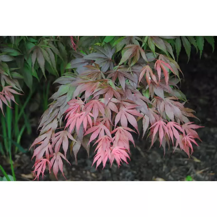 Acer palmatum ssp. matsumurae 'Oregon Sunset' dry seed - Common Bonsai ...