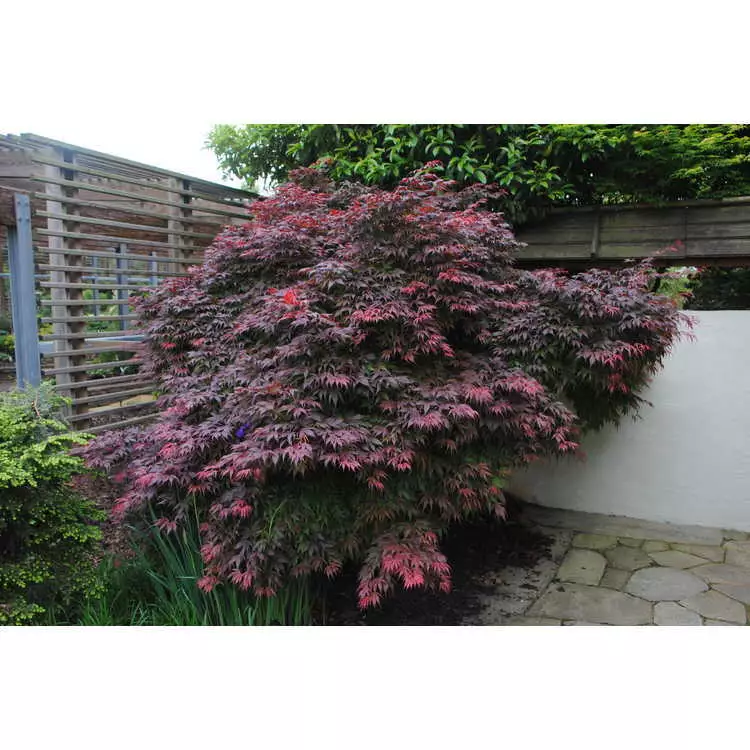 Acer palmatum ssp. matsumurae 'Oregon Sunset' dry seed - Common Bonsai ...
